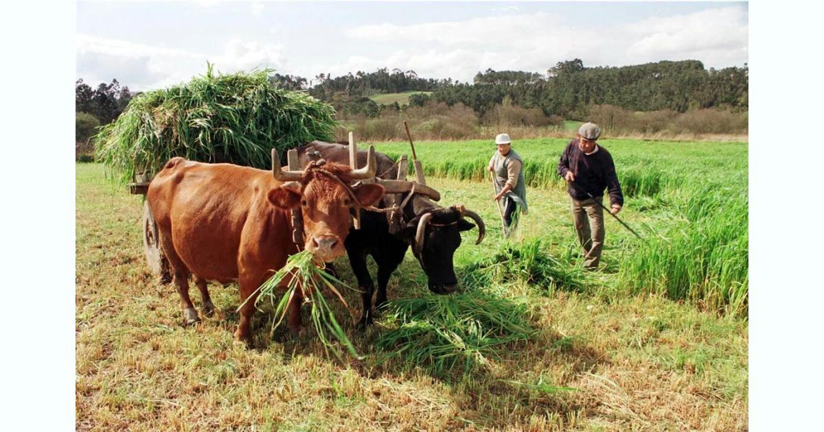 Galician beef from Spain | Iberdeli
